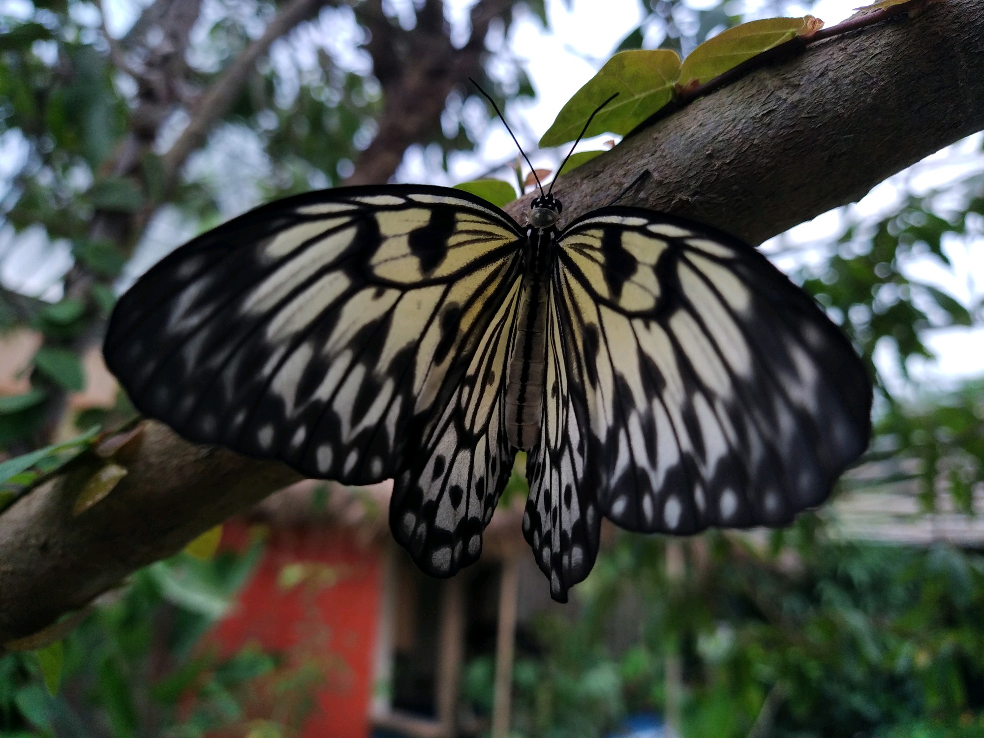 Fin de saison au Tropique du Papillon - Tropique du Papillon
